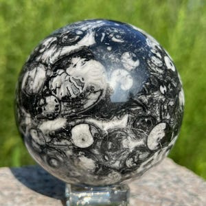 FOSSIL SPHERE W/ Ammonites * Black & White Rock #3, Stone - Etsy