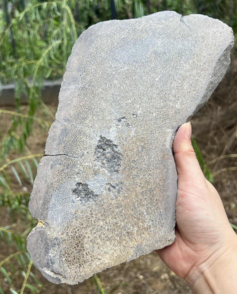 Big 3.7# DINOSAUR BONE SLAB * Prehistoric Dino Fossil #4 Lapidary - Etsy