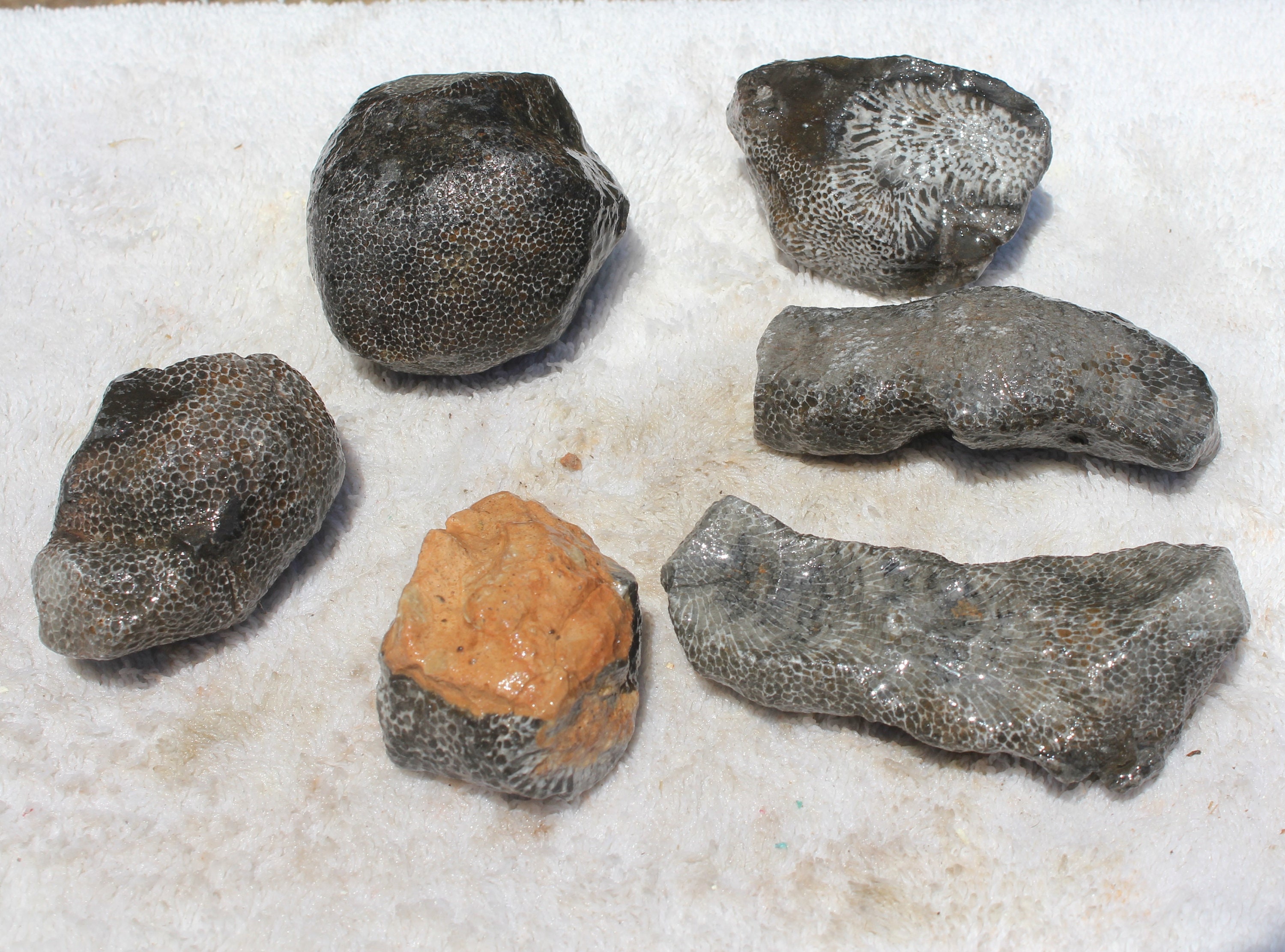 BRYOZOAN BLACK CORAL Fossil Rough Nodules Choice of Six | Etsy