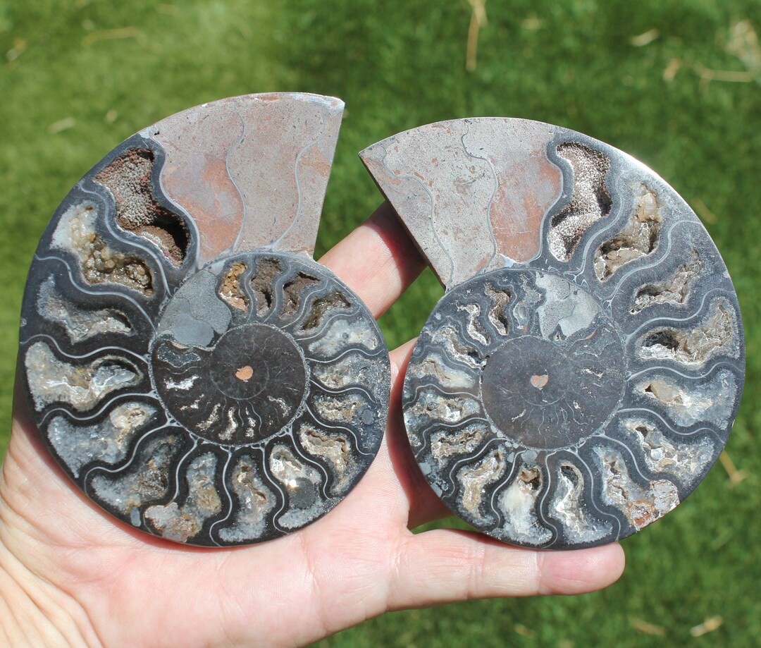 3/4# BLACK AMMONITE PAIR W/ Metal Stands * 4.25" Fossil Druzy Shell ...