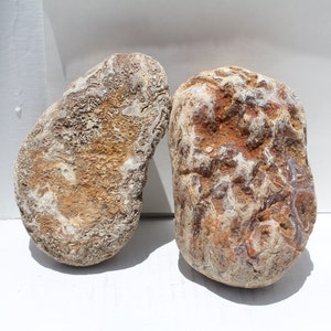 NATURAL STROMATOLITE STONE * Orbicular Rock, Botryoidal W/ Orbs ...