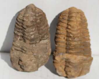 1 Real Rare Polished Goat Horn Fossil Ammonite. Pick Your - Etsy