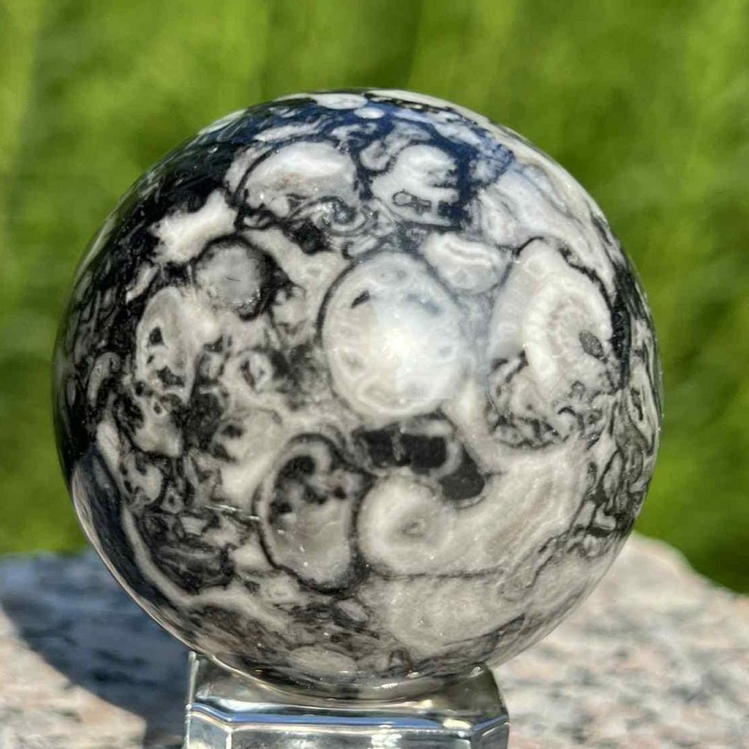 Small FOSSIL SPHERE W/ Ammonites * Black & White Stone #7 Rock - Etsy