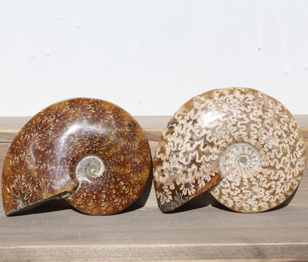 Whole 1/2# POLISHED AMMONITE FOSSIL W/ Suture Lines Specimen * Two ...