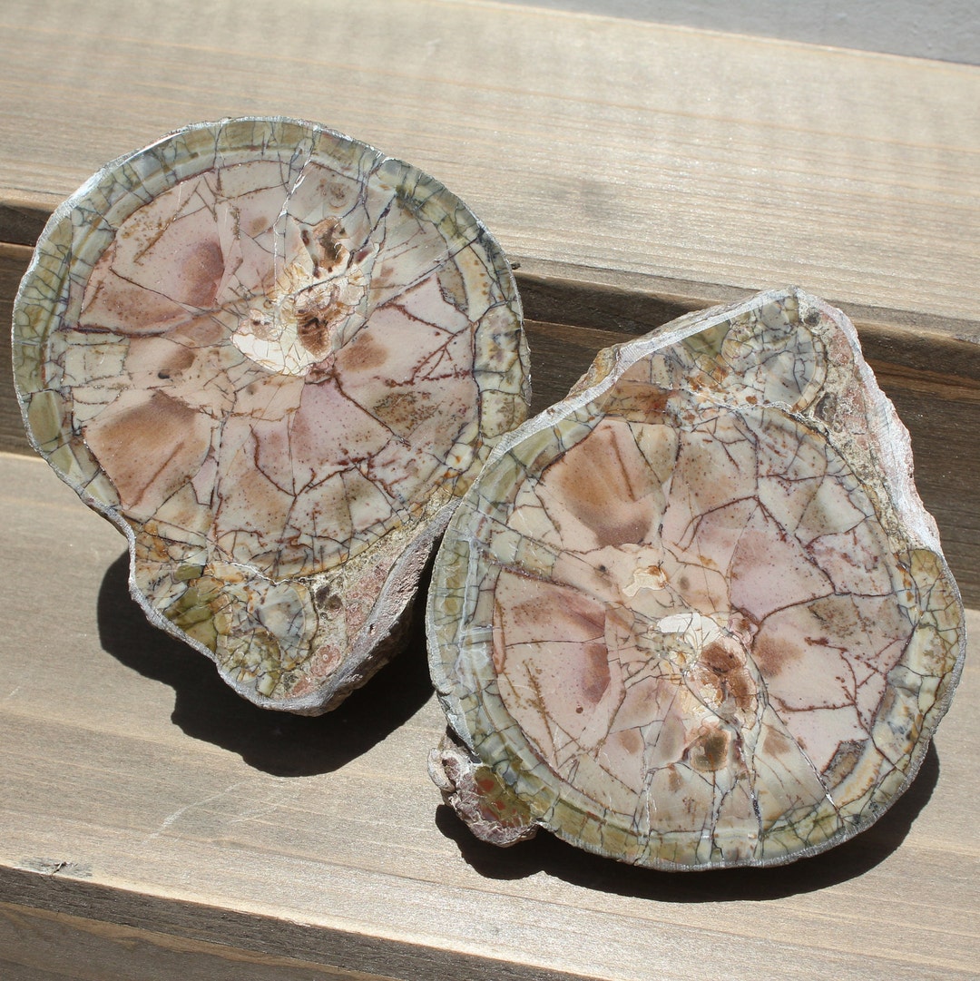 COLD MOUNTAIN THUNDEREGG * Cut & Polished Jasper From Mexico, Display ...