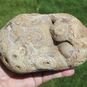 NATURAL STROMATOLITE STONE * Orbicular Rock, Botryoidal W/ Orbs ...