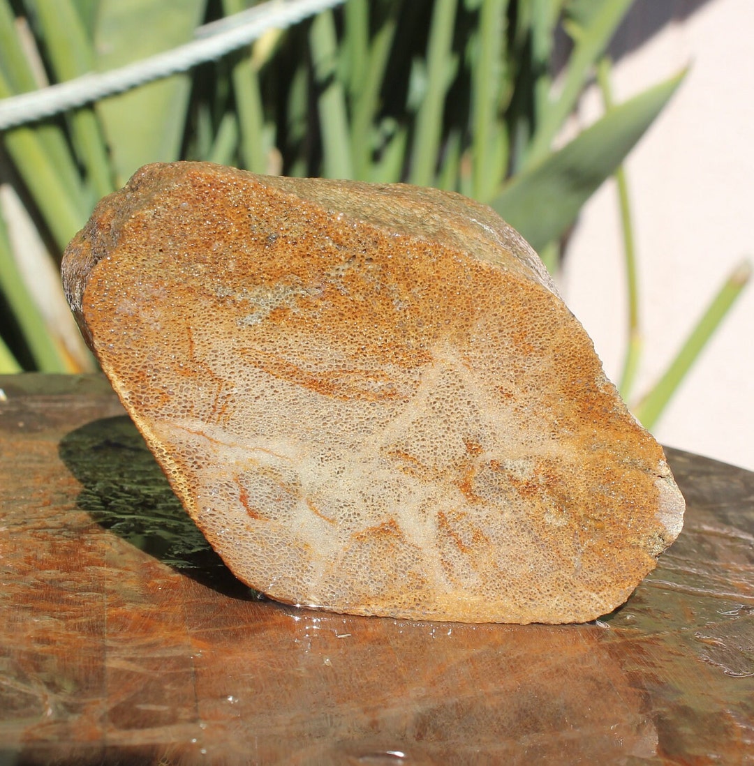 3.2# DINOSAUR BONE FOSSIL * Lapidary, Slabs, Cabs, Faced Stone, Display ...