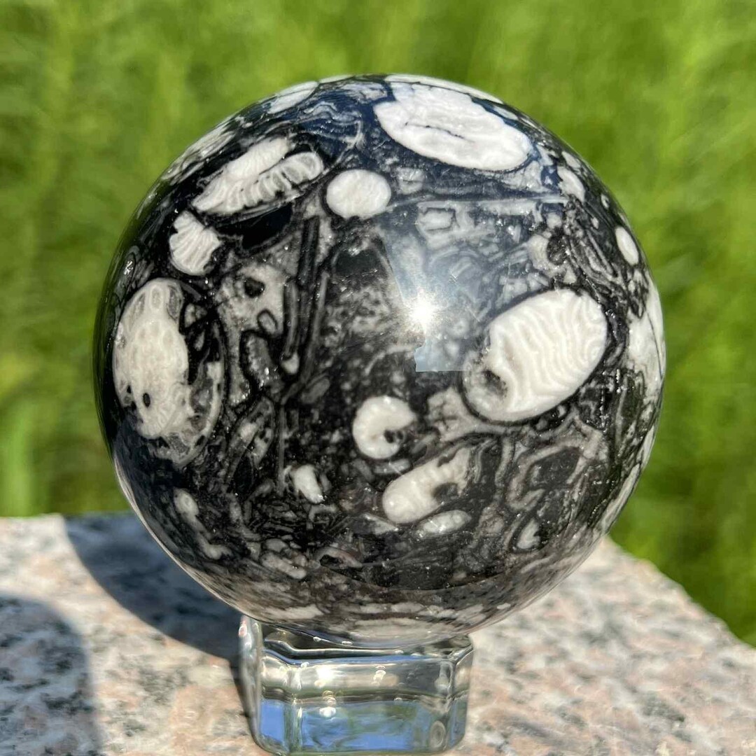FOSSIL SPHERE W/ Ammonites * Black & White Stone #5 Rock - Etsy
