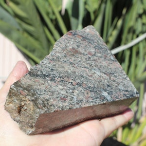 1.8# CRINOID LIMESTONE FOSSIL Rough W/ Pink Color * Lapidary, Slabs ...