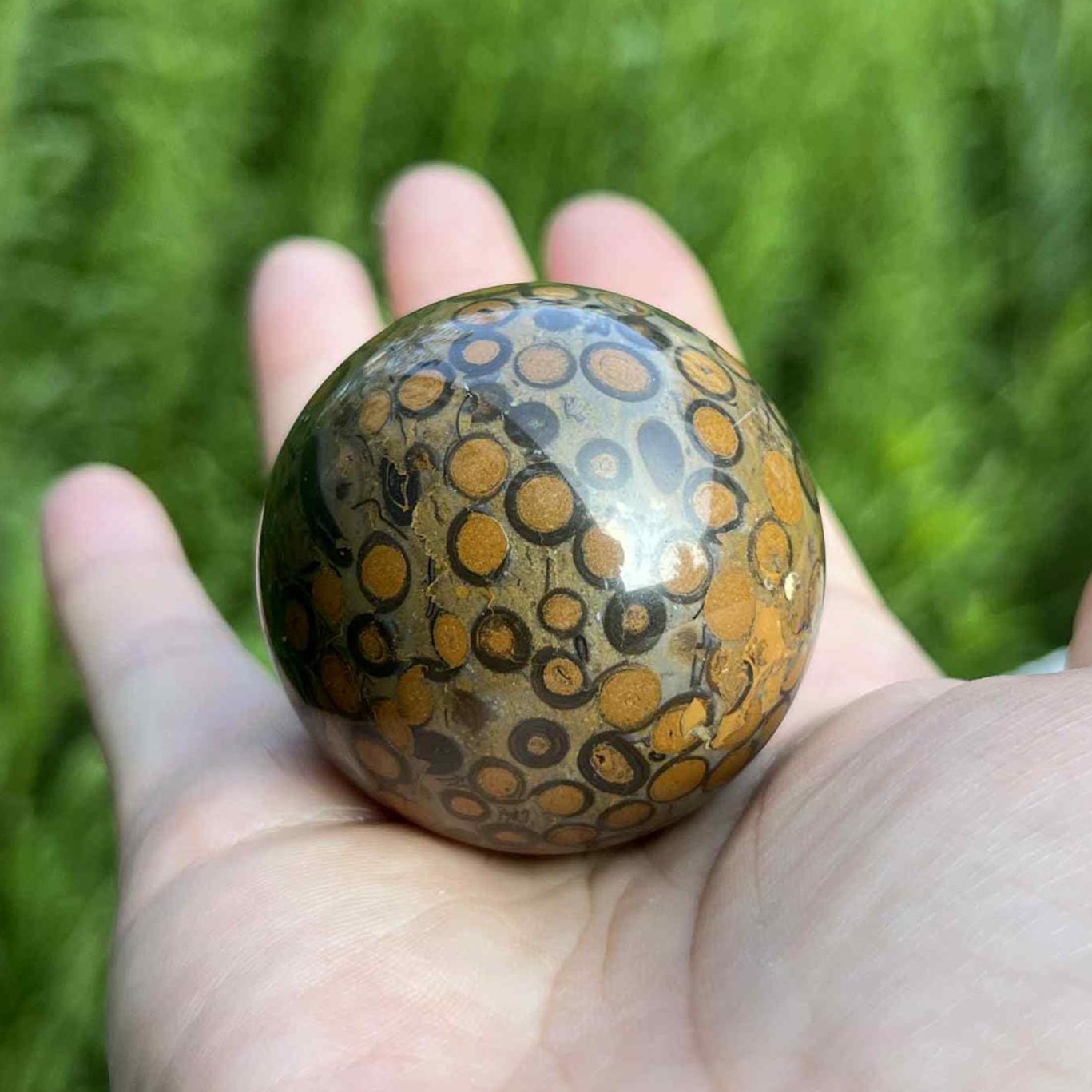 Small OOLITE FOSSIL SPHERE W/ Orbs #8 * Ancient Orbicular Rock, Stone ...