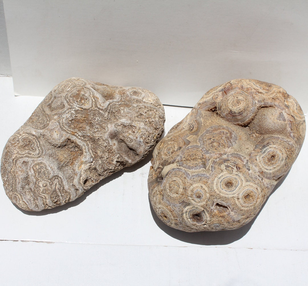 NATURAL STROMATOLITE STONE * Orbicular Rock, Botryoidal W/ Orbs ...