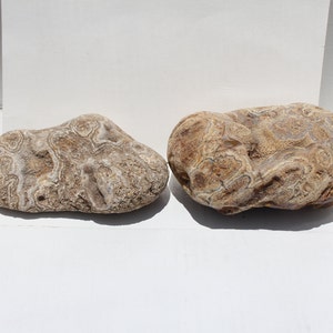 NATURAL STROMATOLITE STONE * Orbicular Rock, Botryoidal W/ Orbs ...