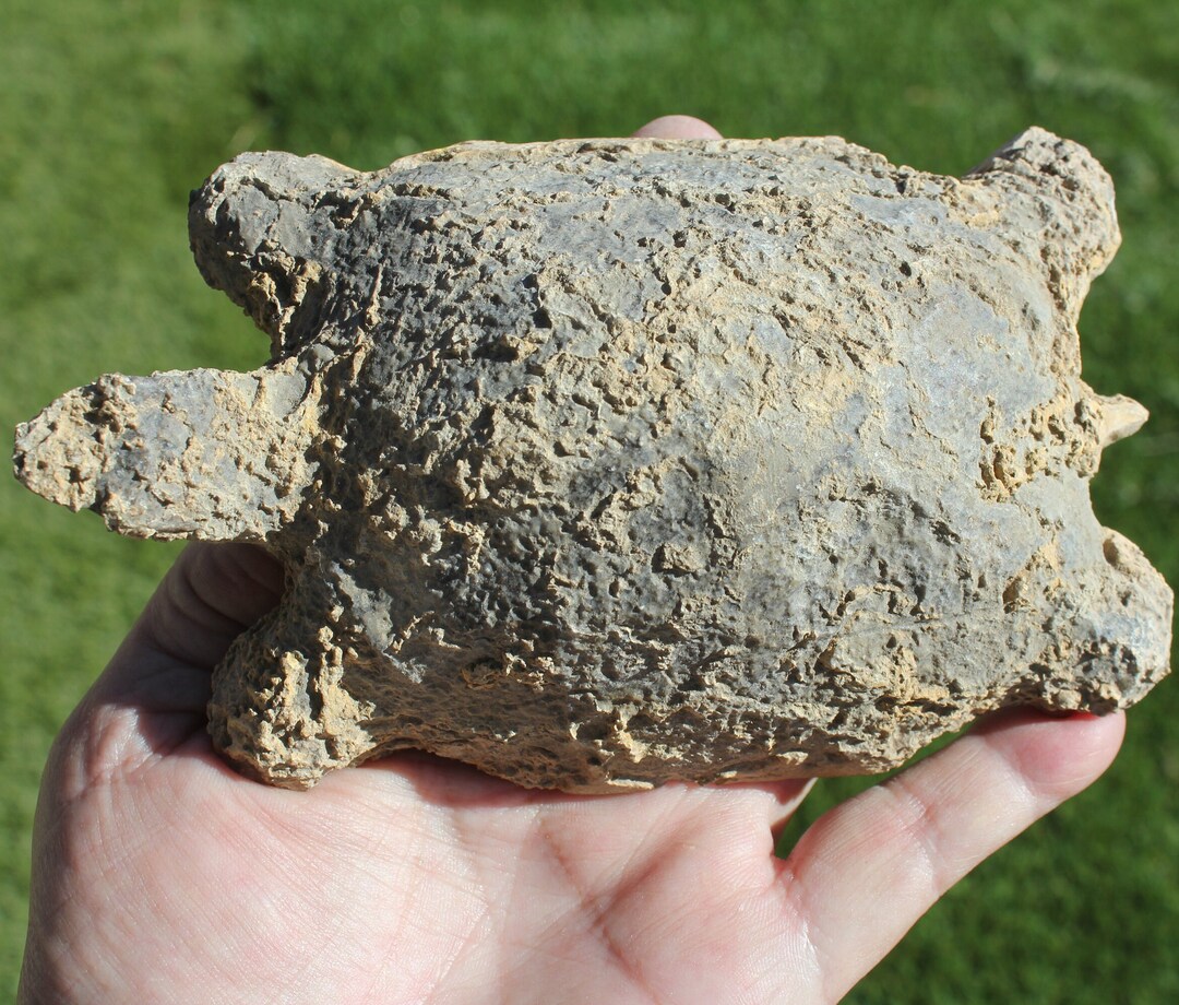 6" COMPLETE TURTLE FOSSIL * Morocco Rock * 1# 3oz Petrified Stone ...