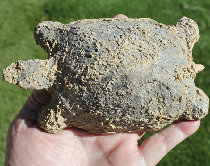 6" COMPLETE TURTLE FOSSIL * Morocco Rock * 1# 3oz Petrified Stone ...