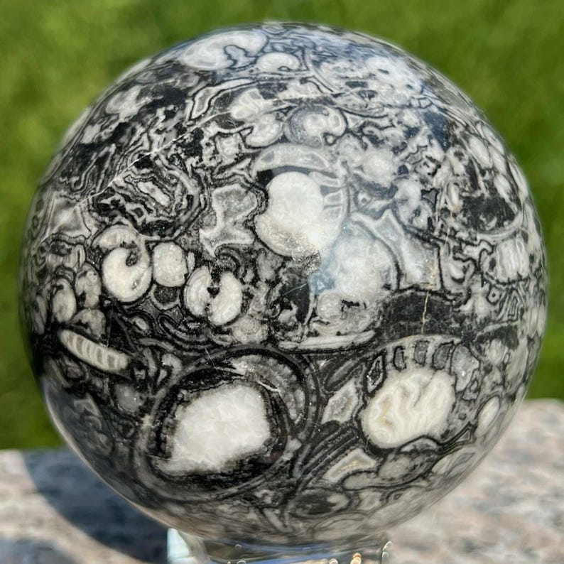 FOSSIL SPHERE W/ Ammonites * Black & White Stone #2, Rock - Etsy