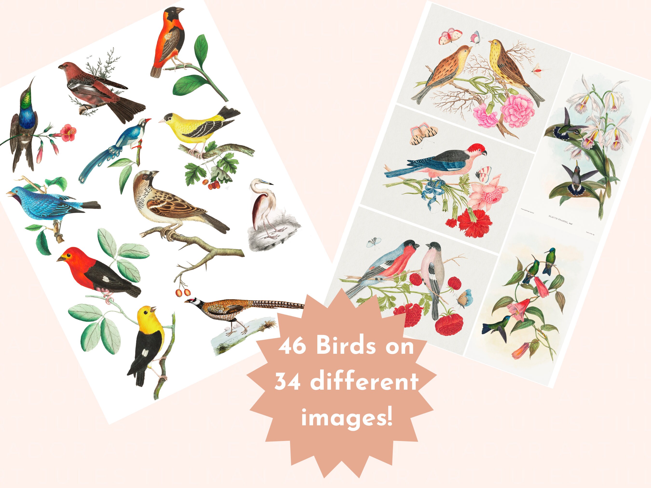 Bird Junk Journal Vintage Bird Ephemera. Printable Bird - Etsy