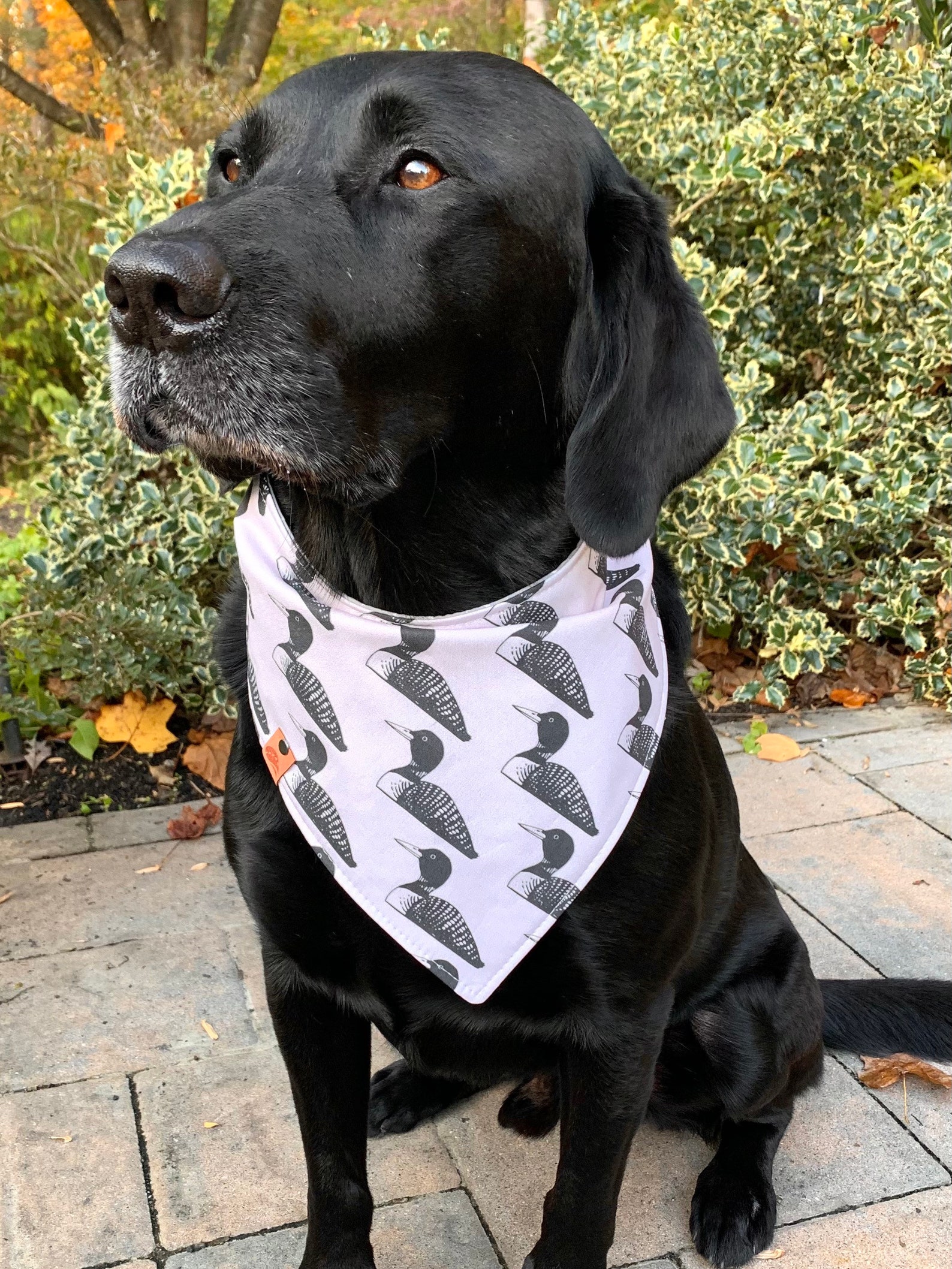 Dog Bandana Duck Bandana Personalized Dog Gift Monogrammed Dog - Etsy
