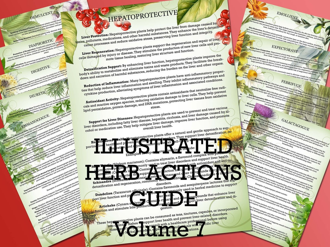Illustrated Herb Actions Guide: Herbal Materia Medica (digital PDF) - Etsy