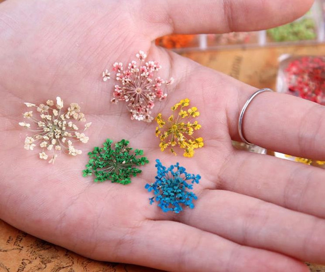 A Box of Dried Flowers,real Flowers, Compressed Flowers,craft Material ...