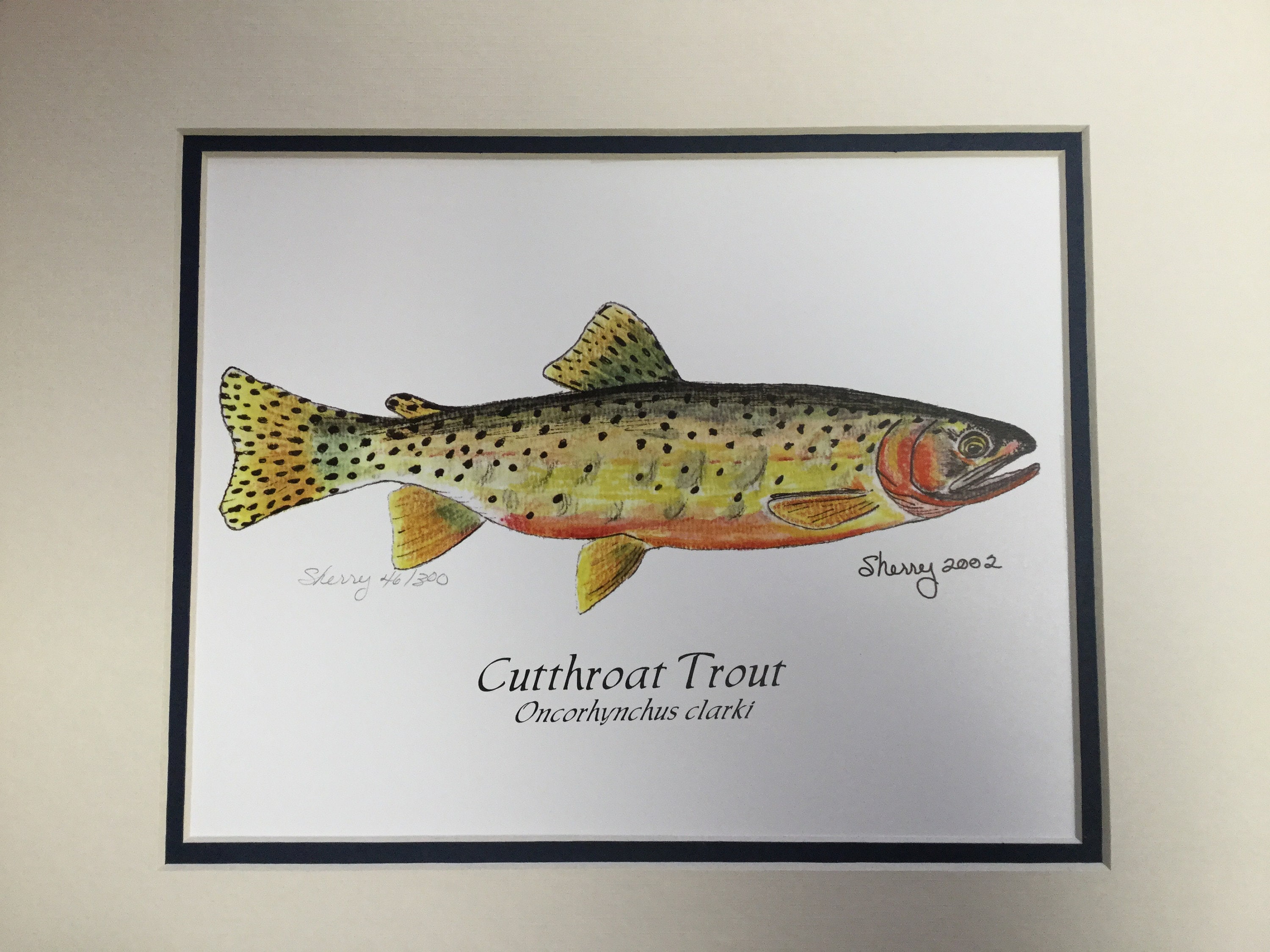 Cutthroat Trout - Etsy