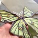 Luna Moth Paper Specimen Digital Download (bug, Insect, Entomology ...