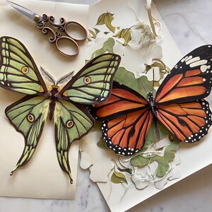 Monarch Butterfly Paper Specimen Digital Download (bug, Insect ...