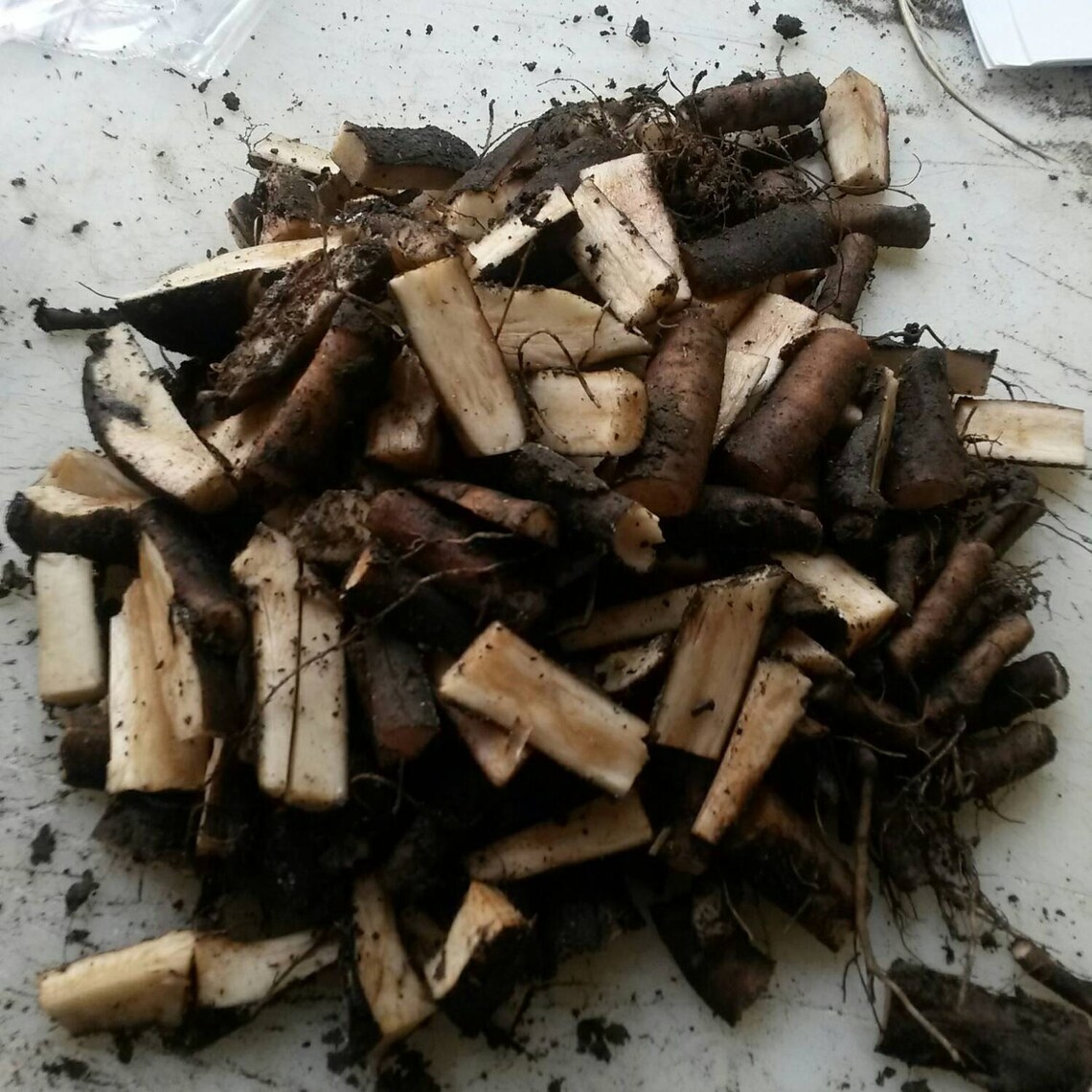 Bocking 14 Russian Comfrey Root Cuttings 12 Pcs - Etsy