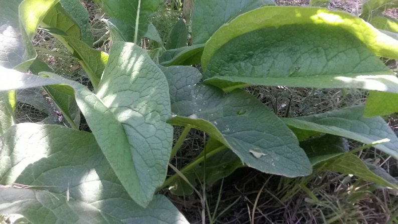 Bocking 14 Russian Comfrey Root Cuttings 12 Pcs - Etsy