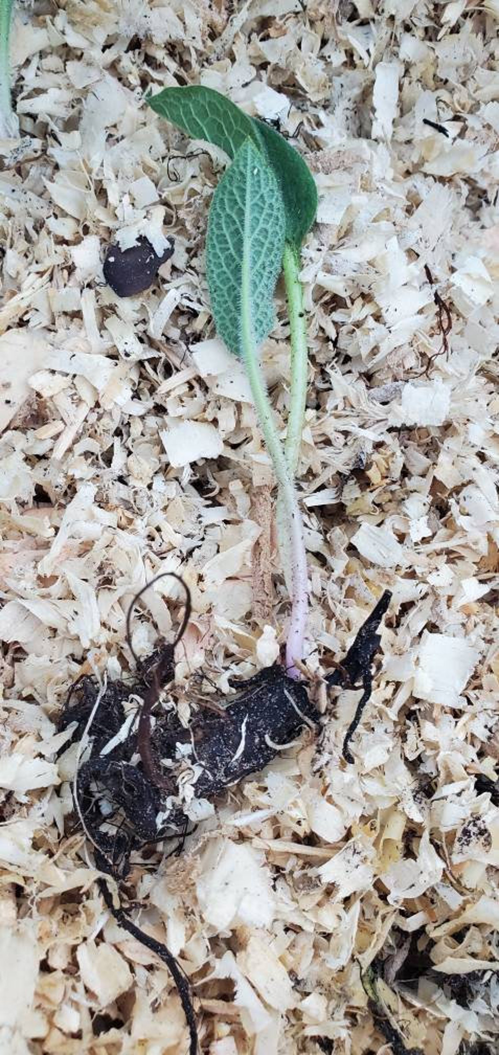 Russian Comfrey Root Crown Split Bocking 14 - Etsy