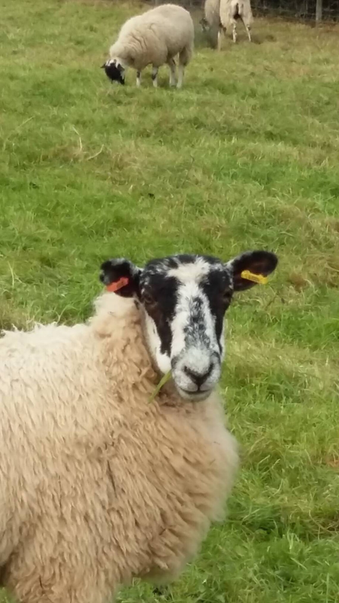 Sheep Birthday Card Happy Birthday to Ewe Birthday Card | Etsy UK