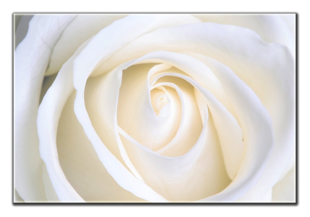 White Rose Flower Print on Canvas 36 "x 24" X 1.5" - Etsy