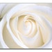 White Rose Flower Print on Canvas 36 x 24 X 1.5 - Etsy