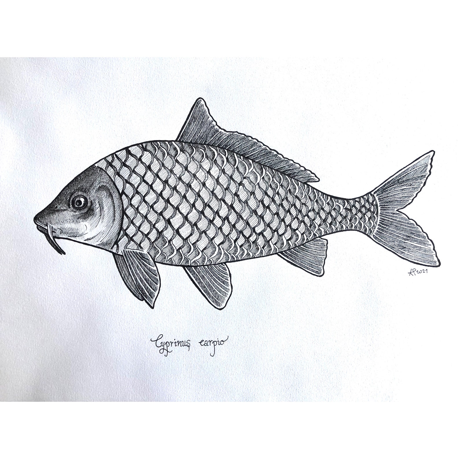 Carp Fish Illustration Black White Drawing Underwater Painting Gift for ...
