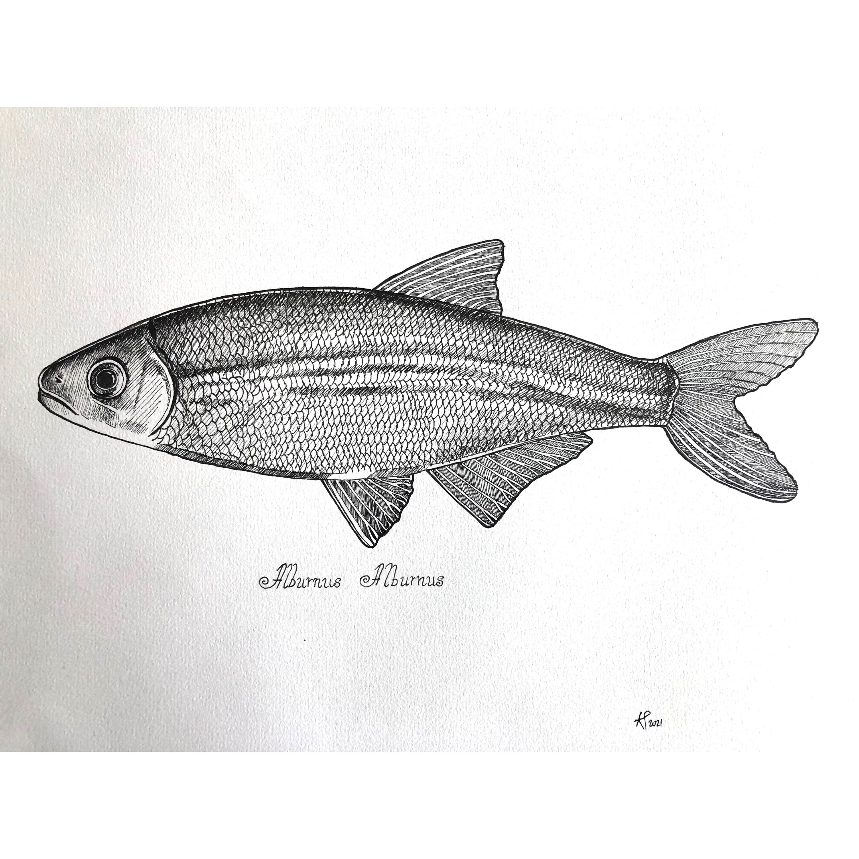 Fish Drawing Black White Illustration Detailed Drawing Art for Mancave ...