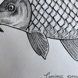 Carp Fish Illustration Black White Drawing Underwater Painting Gift for ...