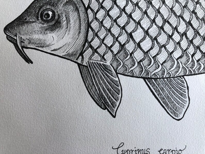Carp Fish Illustration Black White Drawing Underwater Painting Gift for ...