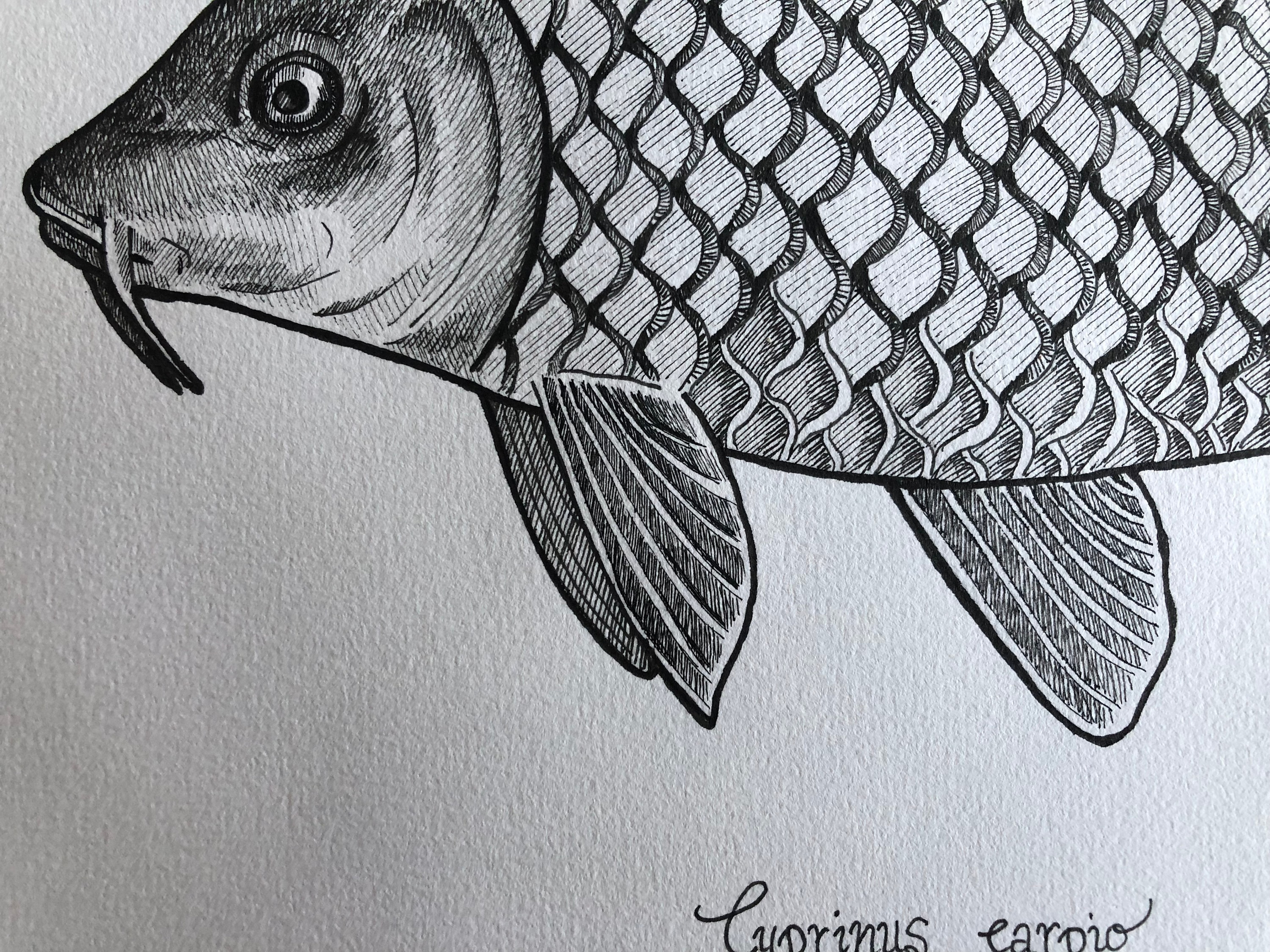 Carp Fish Illustration Black White Drawing Underwater Painting Gift for ...