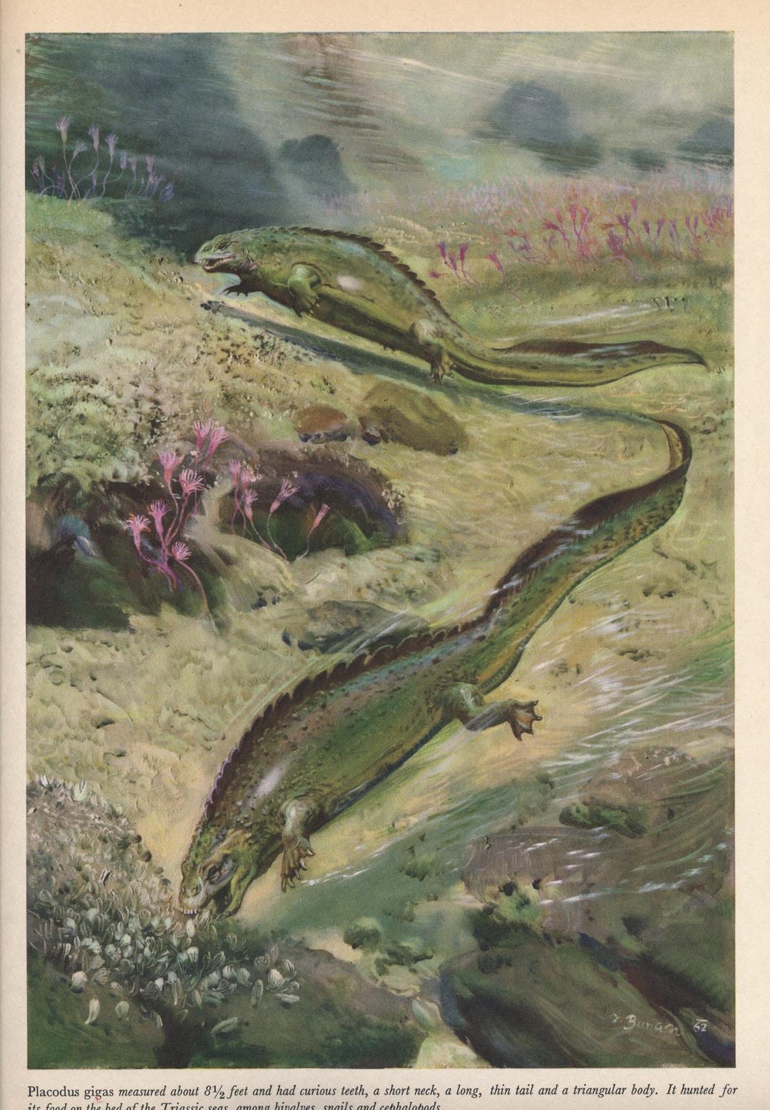 1964 "placodus Gigas" Vintage Lithograph W/optional Mat - Zdeněk Burian ...
