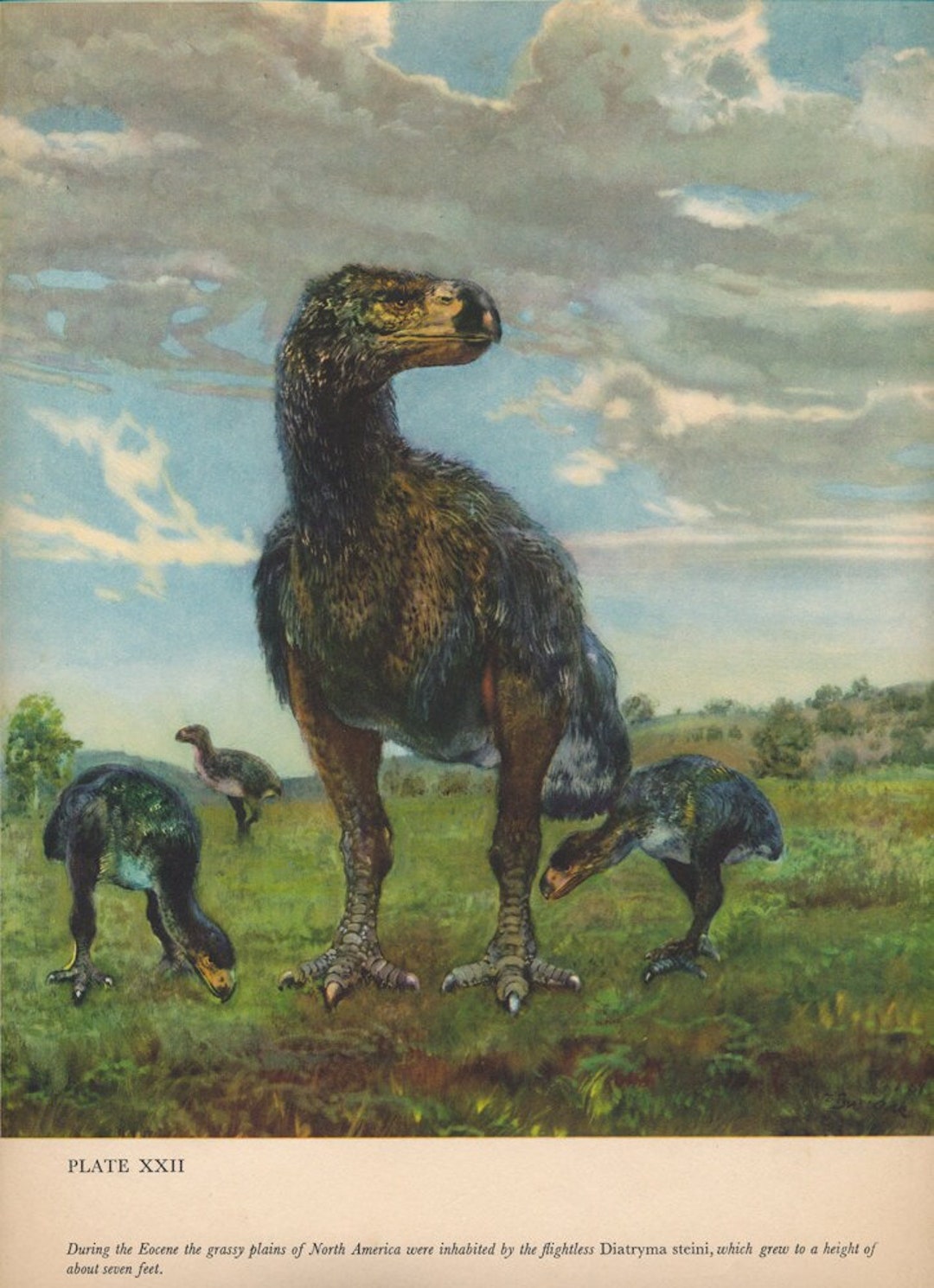 1966 "diatryma" - Rare Lithograph by Zdeněk Burian - 9.75 X 13.5 ...