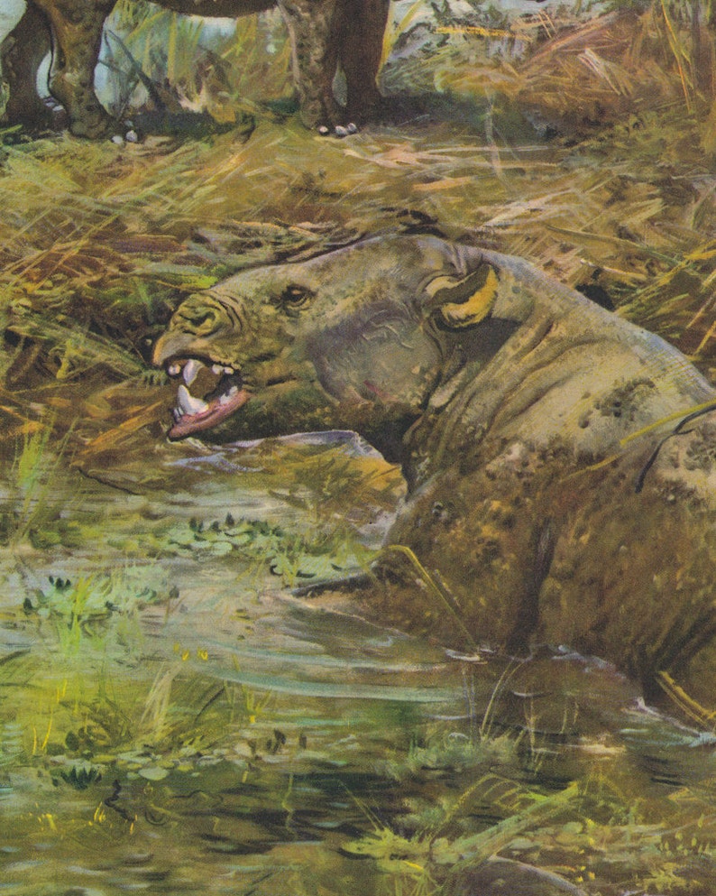 1966 metamynodon Original 9.75 X13.5 Lithograph Illustration by Zdenek ...