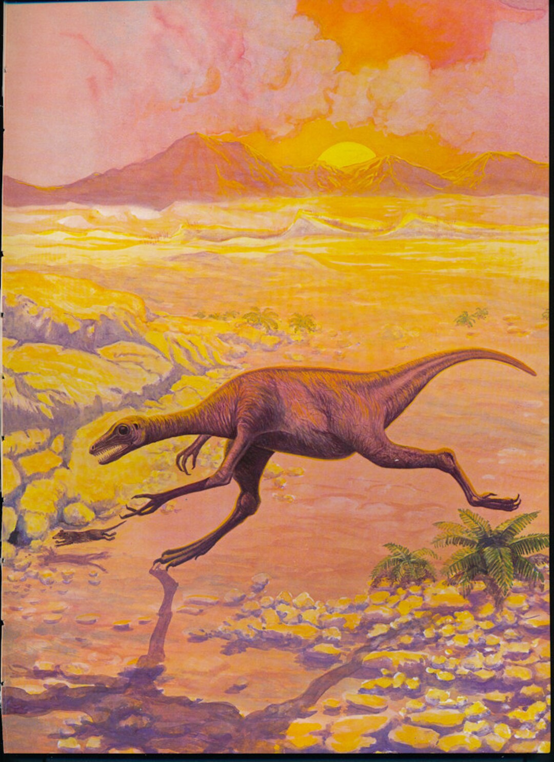 1978 "saurornithoides" - Original 9x12 Print - Vintage Dinosaur ...