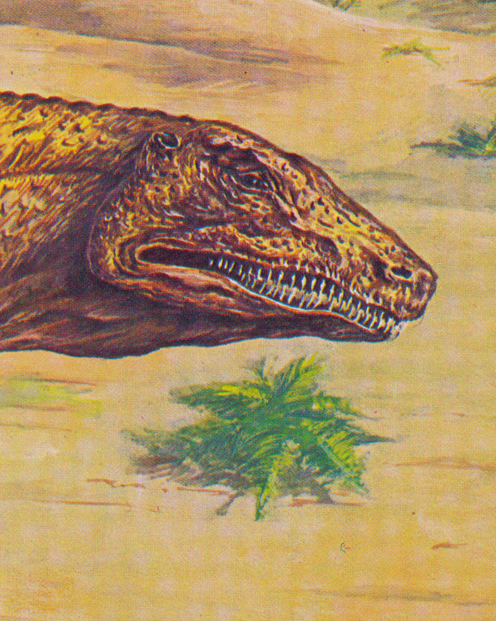 1978 megalosaurus Original 9x12 Print Dinosaur Illustration Paleoart ...
