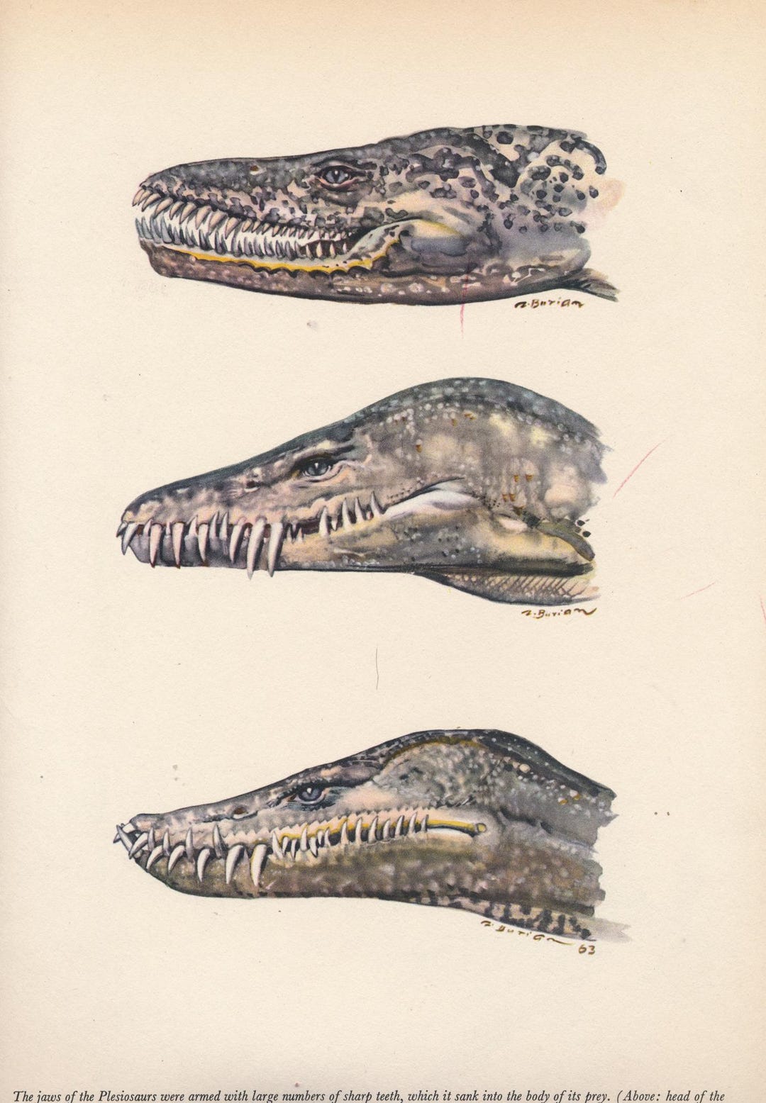 1964 "plesiosaur Heads" Vintage Lithograph W/optional Mat - Zdeněk ...