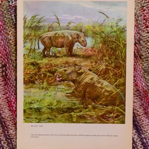 1966 metamynodon Original 9.75 X13.5 Lithograph Illustration by Zdenek ...