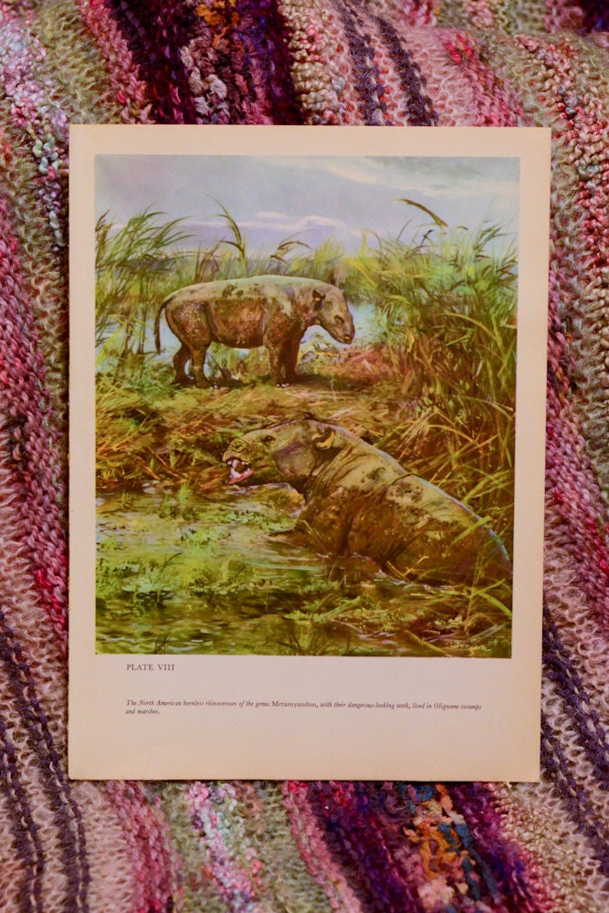1966 metamynodon Original 9.75 X13.5 Lithograph Illustration by Zdenek ...