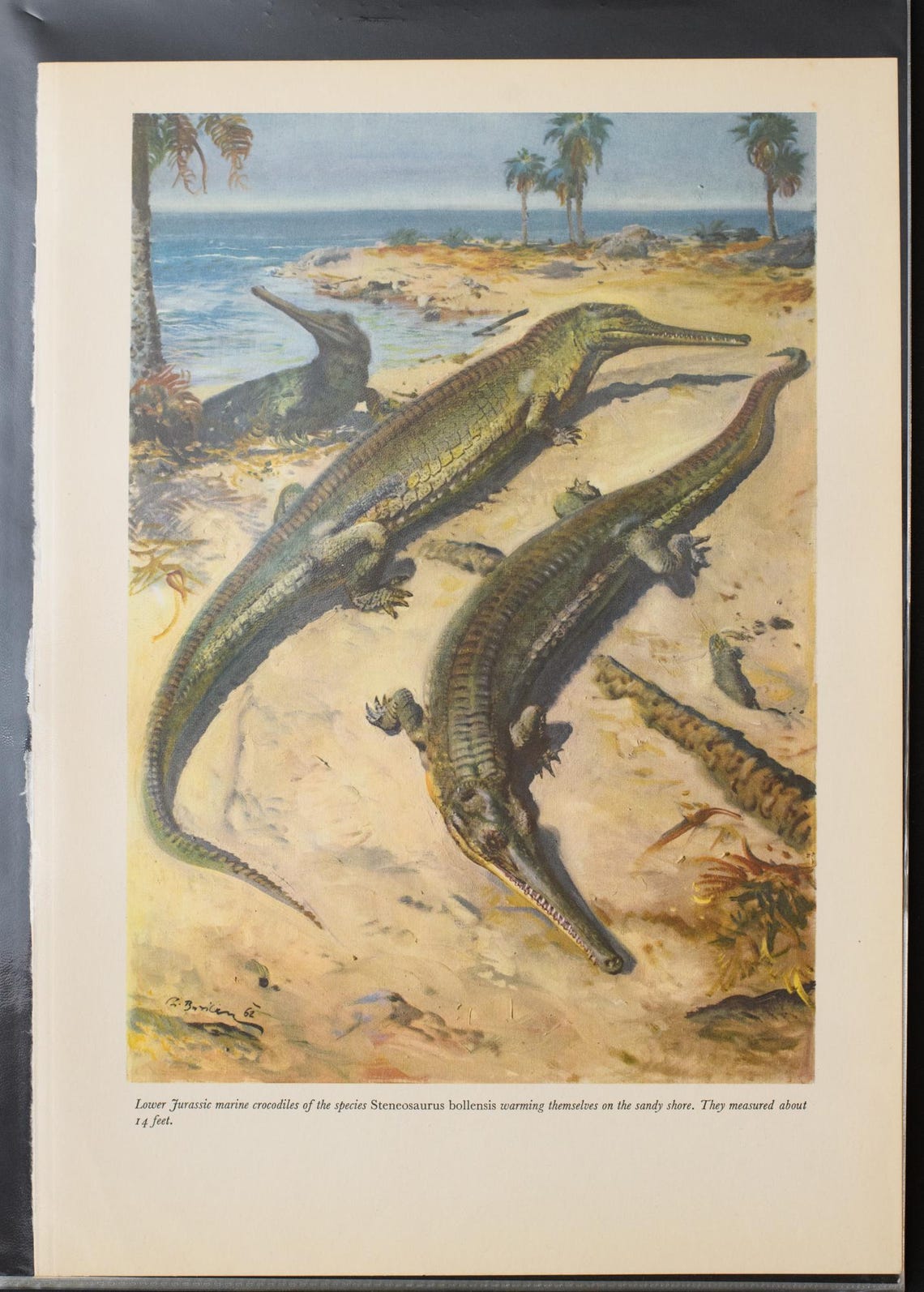 1964 "steneosaurus" Vintage Lithograph W/optional Mat - Zdeněk Burian ...