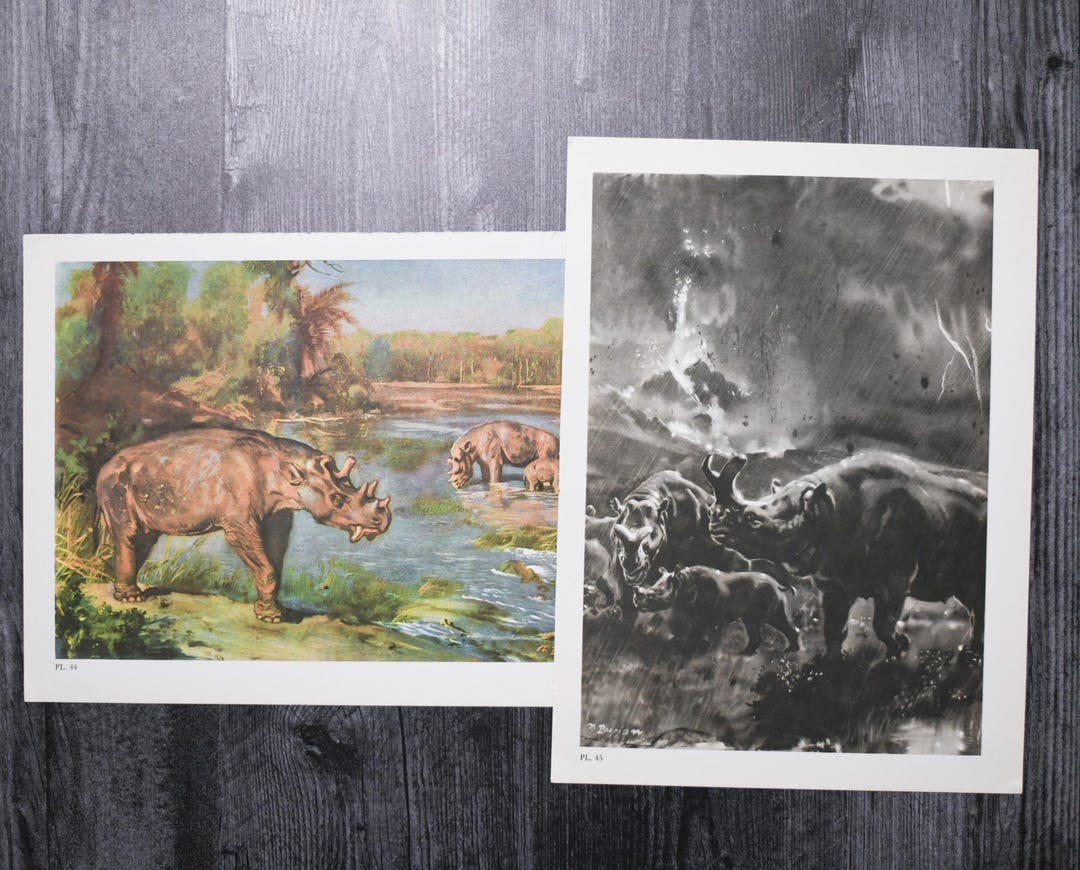 1956 "uintatherium & Brontotherium" - Original Lithographs, Set of 2 ...