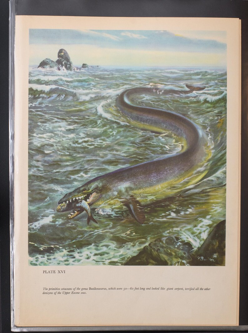 1966 "basilosaurus"- Original Lithograph - Illustration by Zdenek ...
