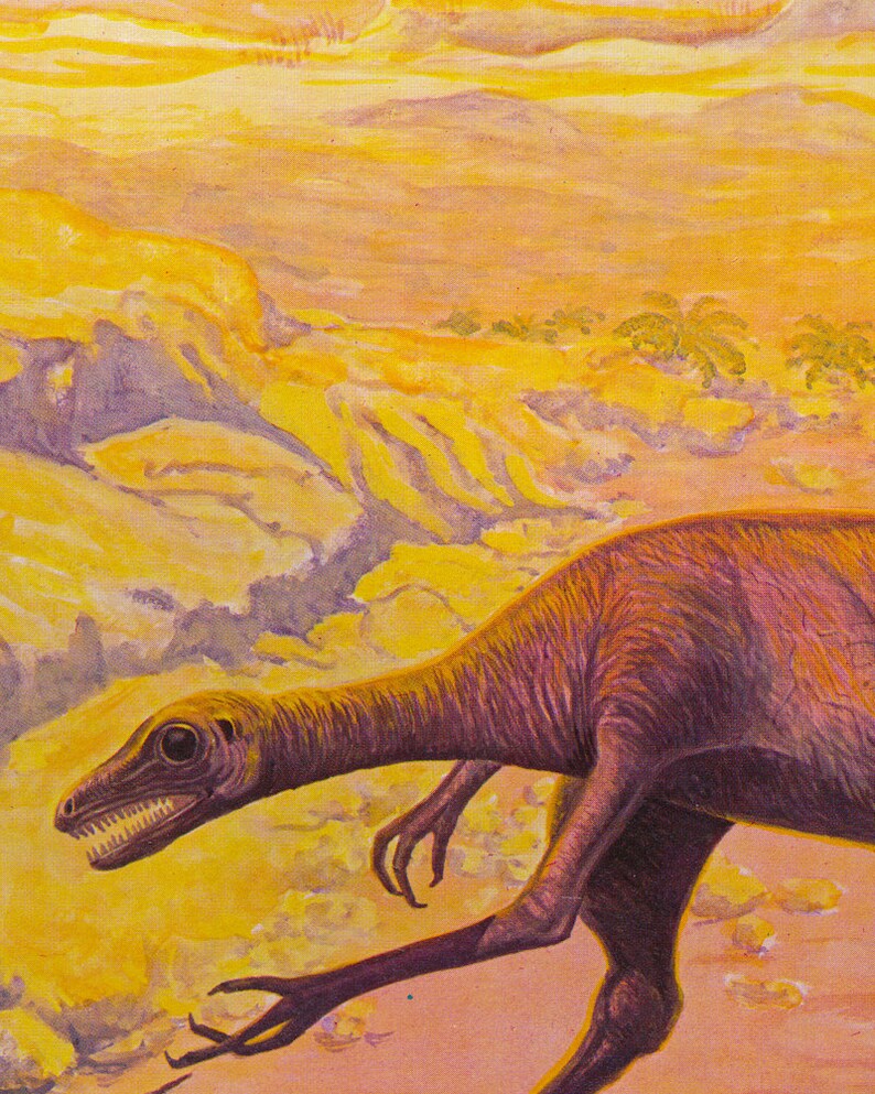 1978 "saurornithoides" - Original 9x12 Print - Vintage Dinosaur ...