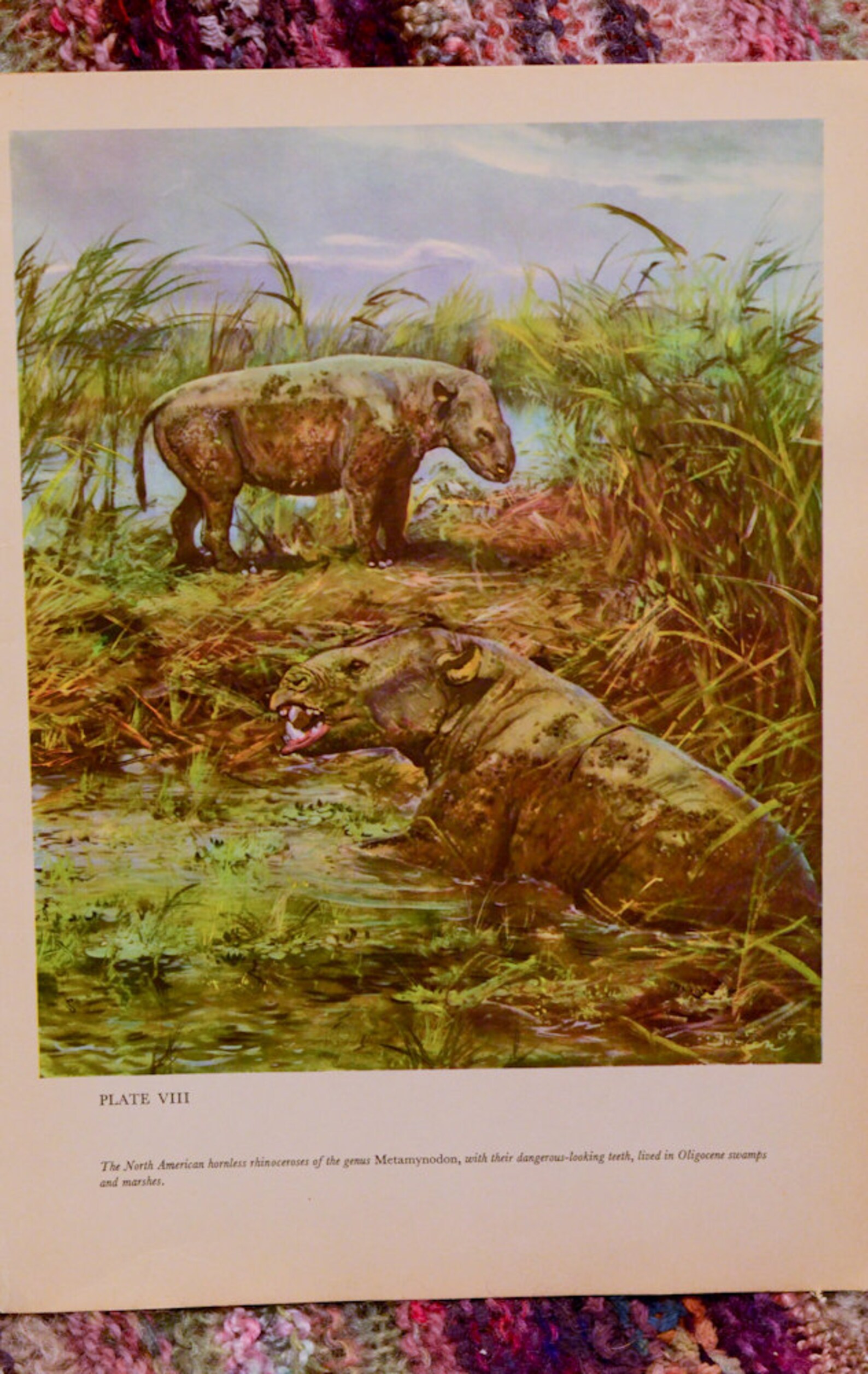 1966 Metamynodon Original 9.75 x13.5 Lithograph | Etsy